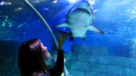 Sea Life Istanbul Aquarium Аквариум в Стамбуле Sea Life Istanbul в ТЦ