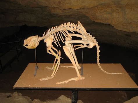 Your Daily Fossil