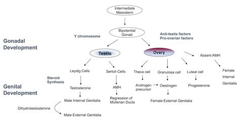 The Diversity Of Sex Development The Physiological Society