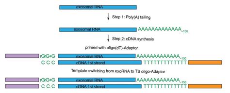 エクソソーム由来rnaからcdnaを合成するキット Every Cdna Synthesis Kit フナコシ