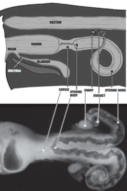 Artificial Insemination Technique Cattle