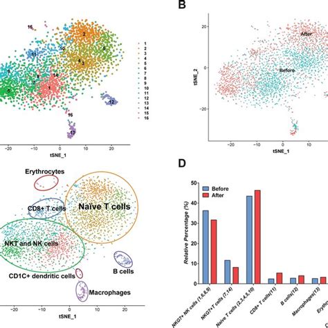 Identification Of 16 Clusters And Immune Cell Types In “before” And