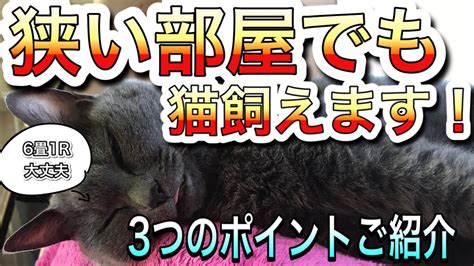 猫飼いたい方必見！6畳1rで【猫を飼う】3つのポイントご紹介！ Youtube