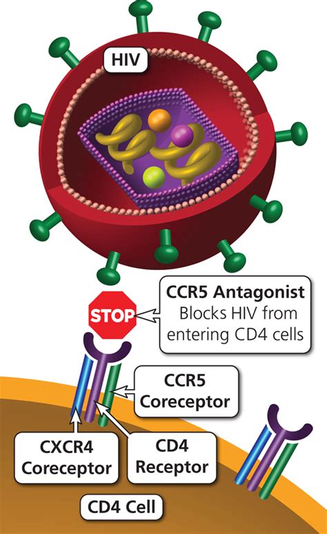 Hiv Treatment Sexinfo Online