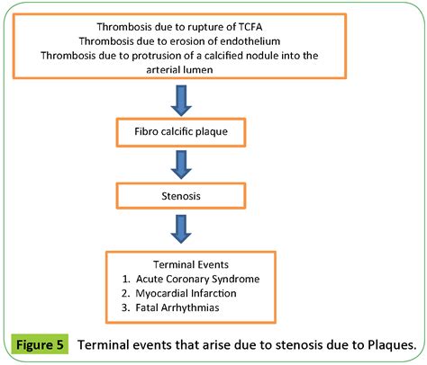 Atherosclerosis Pathophysiology