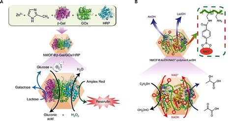 Frontiers Metal Organic Frameworks A Potential Platform For Enzyme