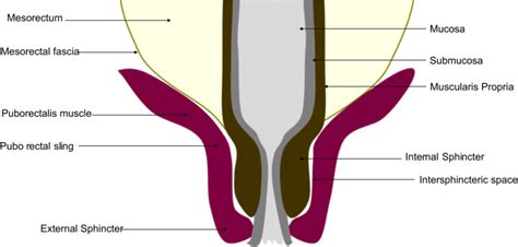 Drawing Describing The Anal Canal Anatomy The Anorectal Junction
