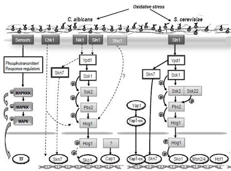 Structure Of The Hog Pathway In Response To Oxidative Stress In C