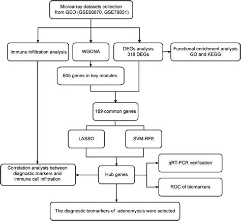 Frontiers Bioinformatic Analysis And Machine Learning To Identify The