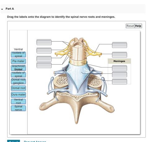 Drag The Labels Onto The Diagram To Identify The Structures