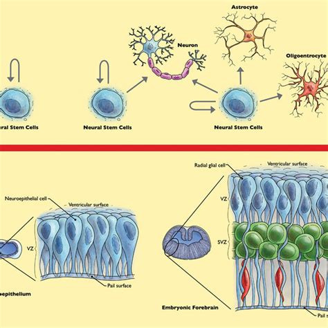 Pathway Of Pluripotent Stem Cells To Neural Cell Populations