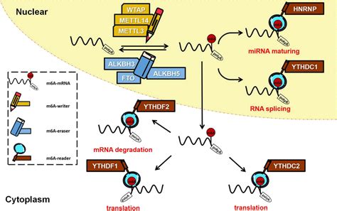 Simplified Model Of M6a Dynamic Regulation Download Scientific Diagram