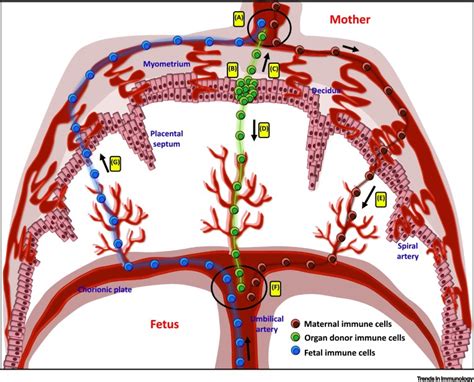 The Fetal–maternal Immune Interface In Uterus Transplantation Trends