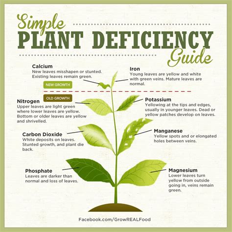Plant Deficiency Guide Common Sense Evaluation
