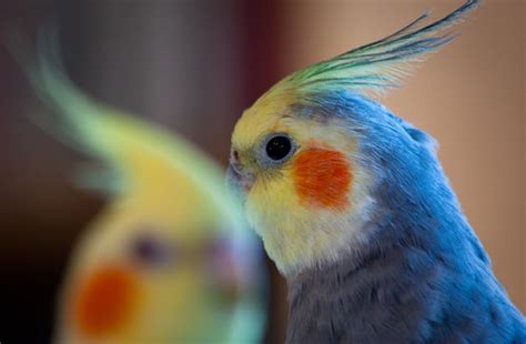 How To Tell The Sex Of A Bird Bechewy