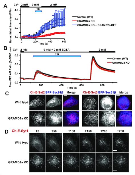 Gramd2a Organizes Er Pm Domains That Selectively Function In Calcium