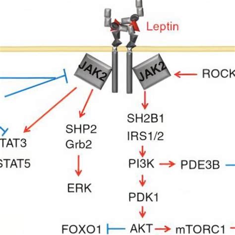 Lepr Signaling Pathways Leptin Binds To The Lepr B Isoform And