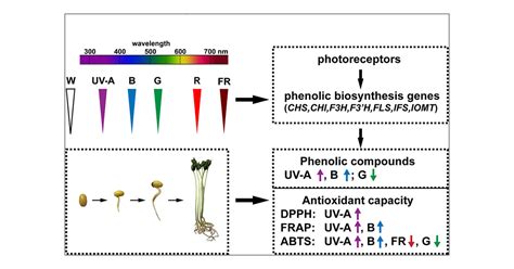 Comparative Analysis Of Phenolic Compound Profiles Antioxidant
