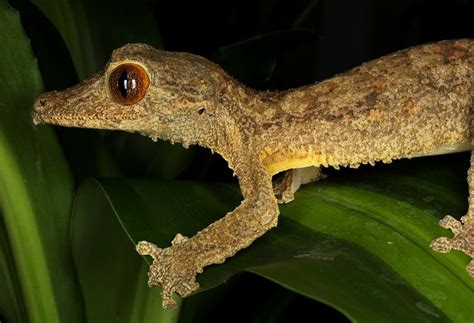 Uroplatus Aff Henkeli Undescribed Leaftail Gecko Field Herp Forum