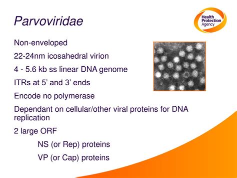 Ppt Parvovirus Classification Powerpoint Presentation Free Download