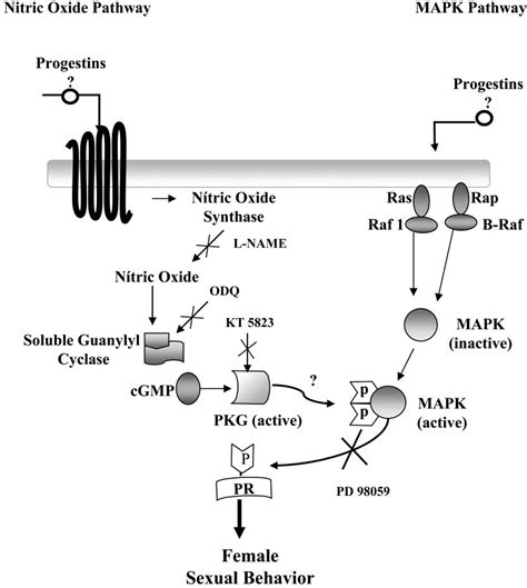 Schematic Representation Of The No And Mapk Pathways Involved In Sexual