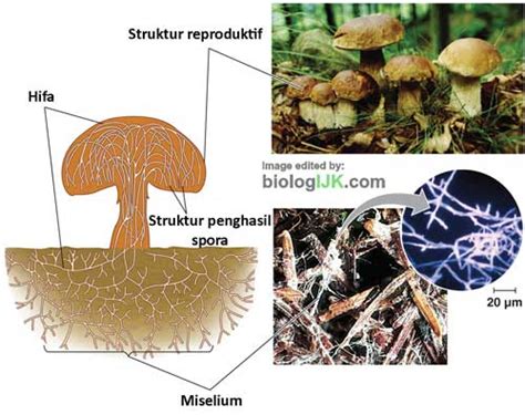 10 Struktur Tubuh Jamur Gambar Dan Penjelasannya Lengkap Biologijk