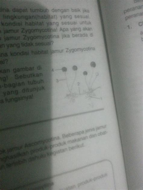 Gambar Tubuh Jamur Bagian Struktur Gambar Fungsinya Di Rebanas Rebanas