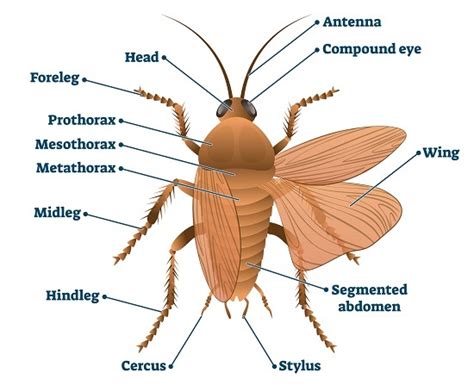 Respiration In Cockroach And Earthworm