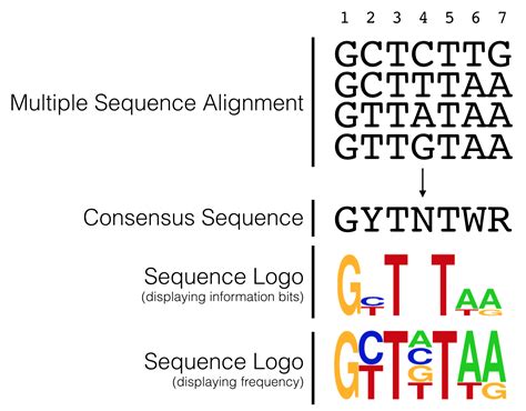 5 Dna Motifs For Transcription Initiation Fantastic Genes And Where