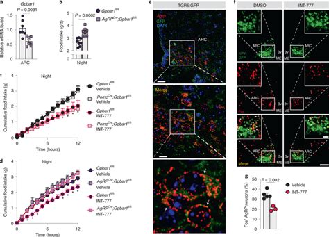 Selective Deletion Of Tgr5 In Agrp Npy But Not In Pomc Neurons