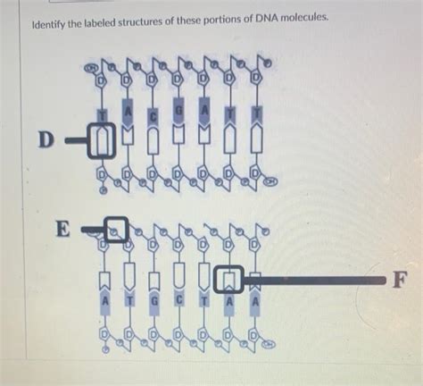 Solved Identify The Labeled Structures Of These Portions Of