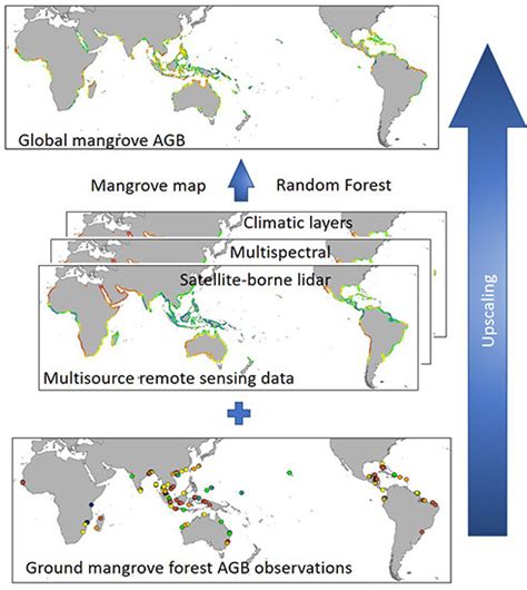 Remote Sensing Free Full Text Mapping The Global Mangrove Forest
