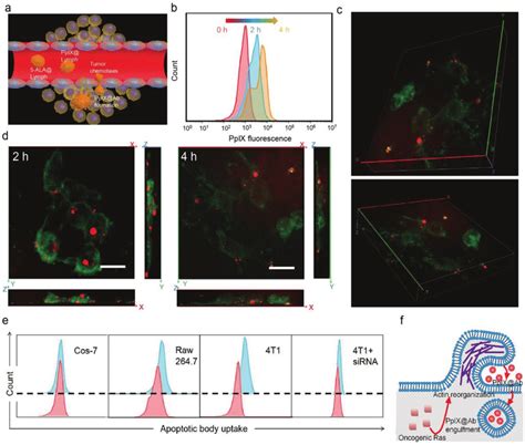 Tumor Specific Internalization Process Of Ppix Ab A Schematic