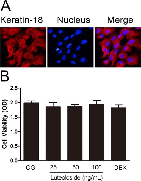 Identification Of Endometrial Epithelial Cells And Cell Viability