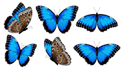 Premium Vector Monarch Butterflies Set Vector Illustration Isolated