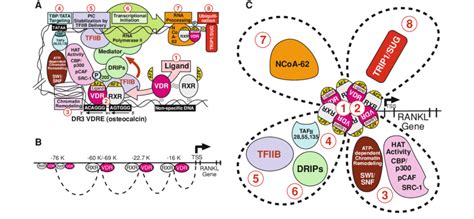 Chromatin Looping Model Of Gene Regulation By Vdr A Sequential Model