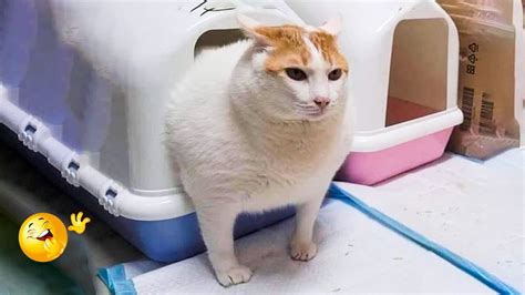 😂 Laugh Non Stop With These Funny Cats 😹 Funniest Cats Expression