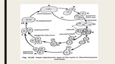 yeast morphology and life cycle online biology notes