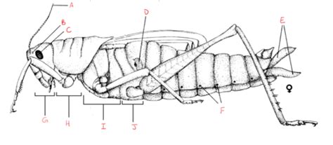 Biology 1020 Lab Exam 3 Grasshopper Dissection Flashcards Quizlet