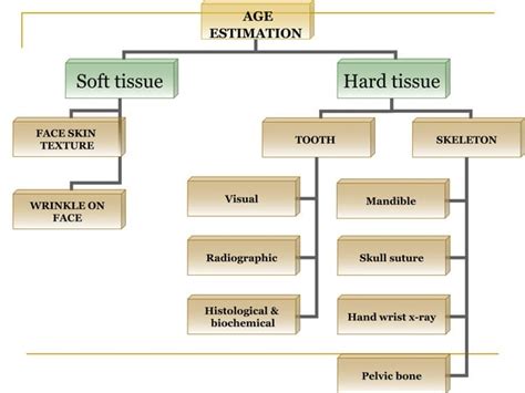 Age Estimation In Forensic Odontology Ppt