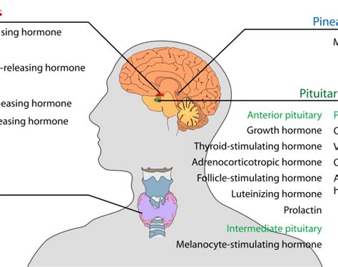 Difference Between Endocrine And Nervous System Definition