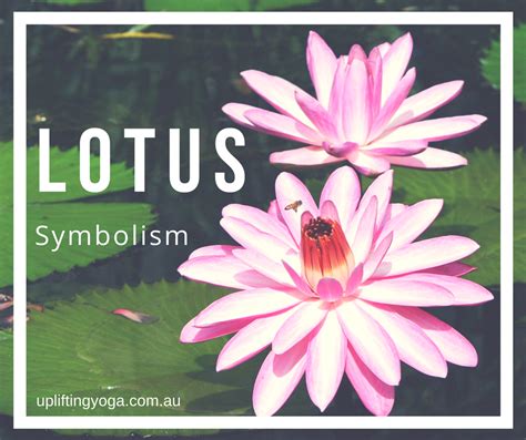 White Lotus Flower Meaning And Symbolism Mythologian