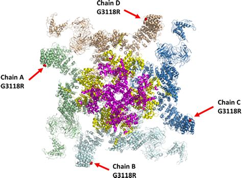 Novel Ryr2 Mutation G3118r Is Associated With Autosomal Recessive