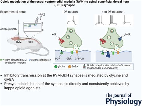 Kappa Opioids Inhibit The Gaba Glycine Terminals Of Rostral