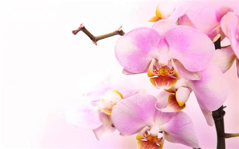 Download Wallpapers Pink Orchids Tropical Flowers Orchids Branch
