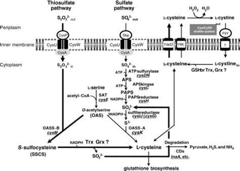 Cysteine Biosynthesis Pathway