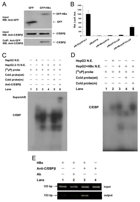Hbx Directly Interacts With C Ebpβ And Stimulates Binding Of C Ebpβ To