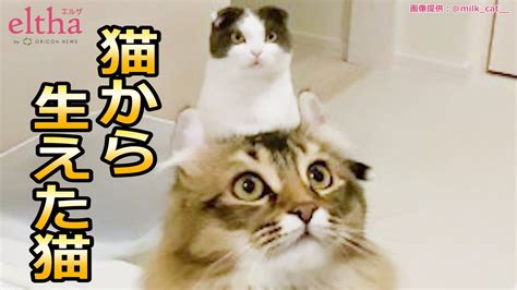 【かわいい猫】モフモフからのニョキッ…“猫から生えた猫”に反響「猫増産できる」「まさに奇跡」の声 Youtube