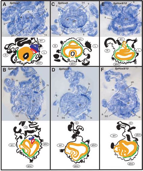 Hox Gene Expression In Larval Somatocoels Representative Sections Of
