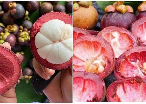 Jangan Dibuang Ini 10 Manfaat Kulit Buah Manggis Untuk Kesehatan Yang